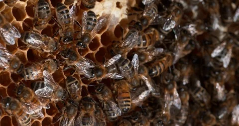 X Ray Stock Videos – Royalty-Free HD & 4K Videos | Pond5