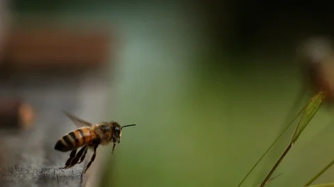 Slow Movement Bee Stock Footage ~ Royalty Free Stock Videos | Pond5