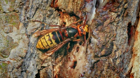European hornet (Vespa crabro), insect e... | Stock Video | Pond5