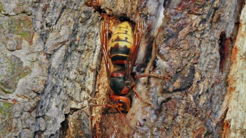 European hornet (Vespa crabro), insect f... | Stock Video | Pond5