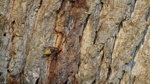European hornet (Vespa crabro), insect f... | Stock Video | Pond5