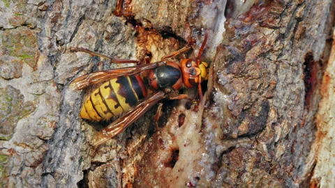 European hornet (Vespa crabro), insect f... | Stock Video | Pond5