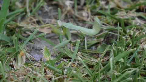 European mantis moving through grass (Ma... | Stock Video | Pond5