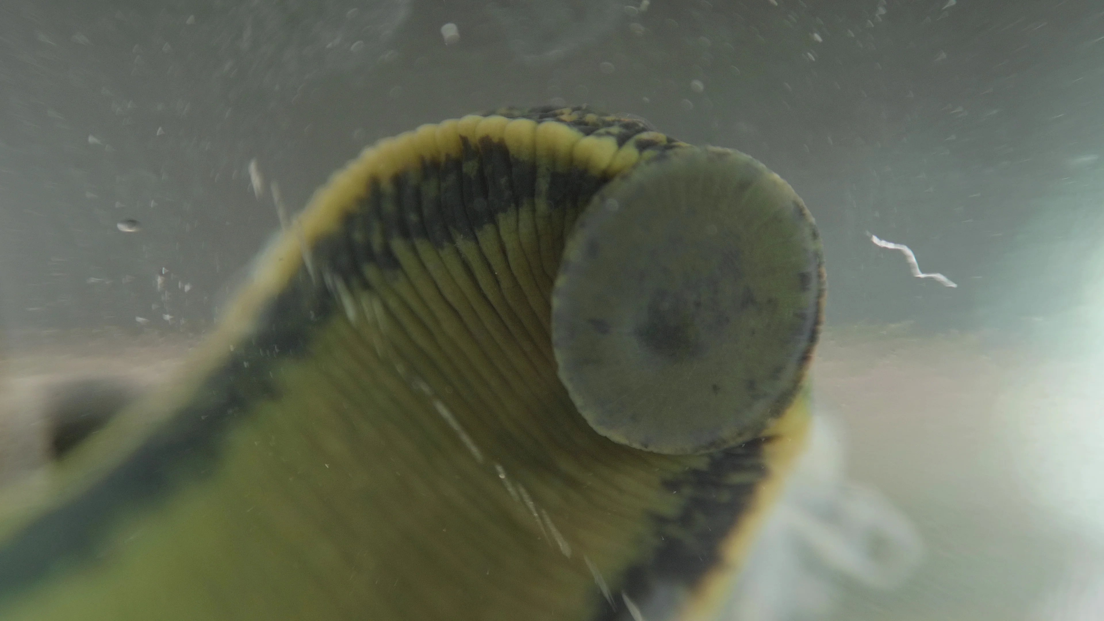 Medicinal Leech Mouth