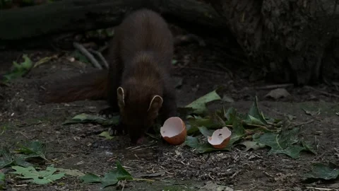 Marten Stock Footage ~ Royalty Free Stock Videos | Pond5