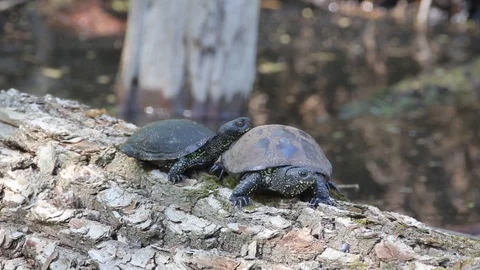 Turtle Mating Stock Footage ~ Royalty Free Stock Videos | Pond5
