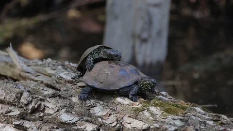 Turtle Mating Stock Footage ~ Royalty Free Stock Videos | Pond5