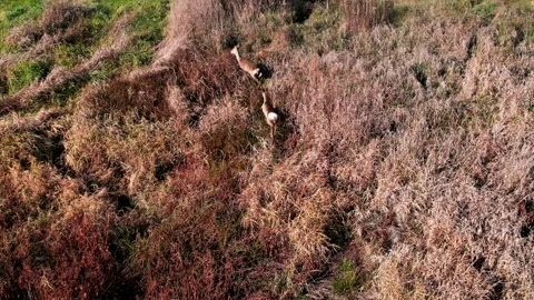 European Roe Deer. Aerial View Of Wild A... | Stock Video | Pond5