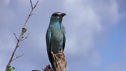 european roller on an log with blue sky ... | Stock Video | Pond5