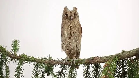 European scops owl on a branch a fir-tre... | Stock Video | Pond5