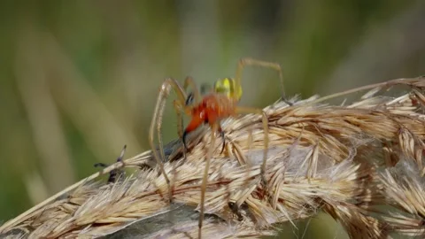 European venomous yellow sac spider Chei... | Stock Video | Pond5