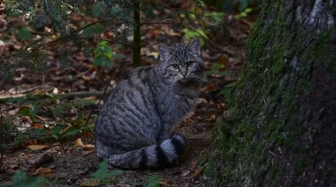 Animals Disappearing Stock Footage ~ Royalty Free Stock Videos | Pond5