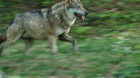 Wolf Running Stock Videos – Royalty-Free HD & 4K Videos