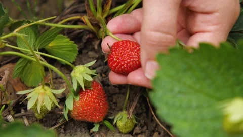 Woman European Stock Videos – Royalty-Free HD & 4K Videos | Pond5