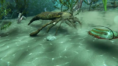Trilobite Stock Videos – Royalty-Free HD & 4K Videos