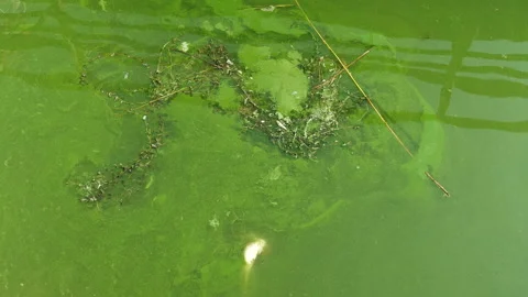 Eutrophication. Dead fish in a water fro... | Stock Video | Pond5
