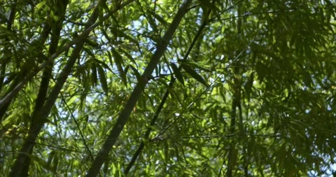 Evergreen bamboo tree canopy in a botani... | Stock Video | Pond5