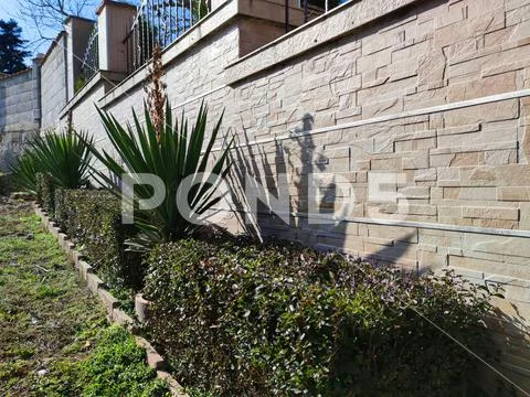 Evergreen shrub and yucca border near stone wall ~ Premium Photo #181585434