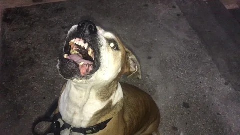 Dog Barking Pit Bull Stock Videos – Royalty-Free HD & 4K Videos | Pond5