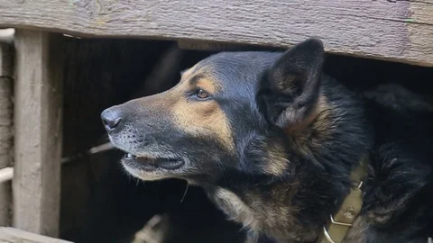 Evil German shepherd dog, Angry dog | Stock Video | Pond5