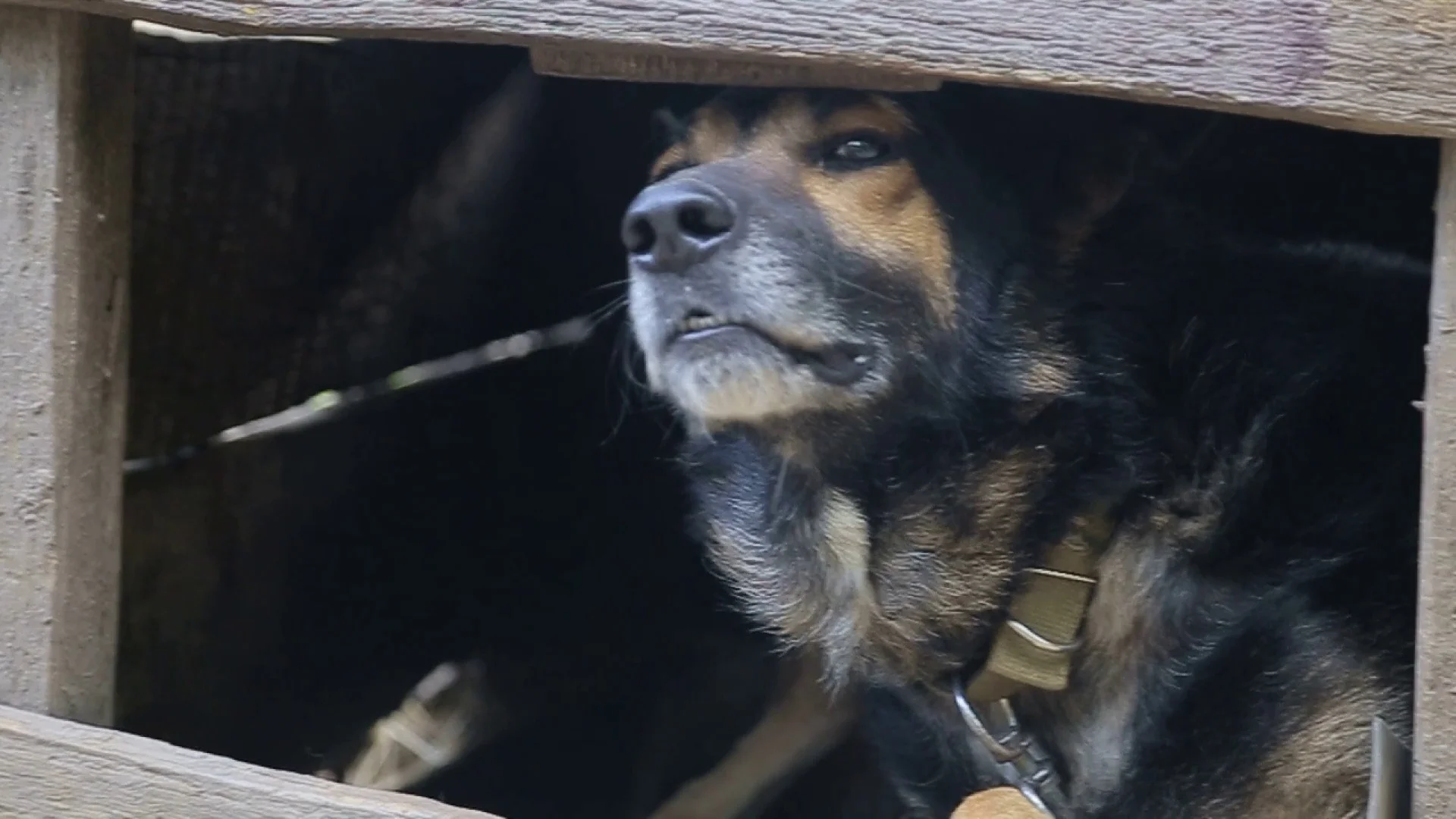 Evil German Shepherd