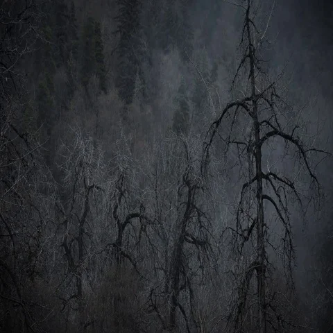 Evil Menacing Forest and Ghastly Disappe... | Stock Video | Pond5