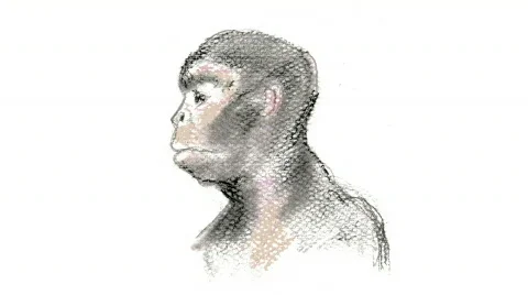 Human Evolution Stock Footage ~ Royalty Free Stock Videos | Pond5