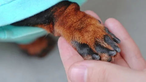 Circumcised Stock Video Footage | Royalty Free Circumcised Videos | Pond5