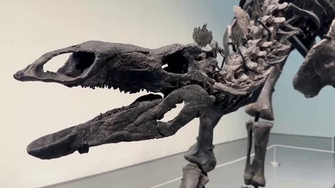 Exceptionally well-preserved Stegosaurus... | Stock Video | Pond5