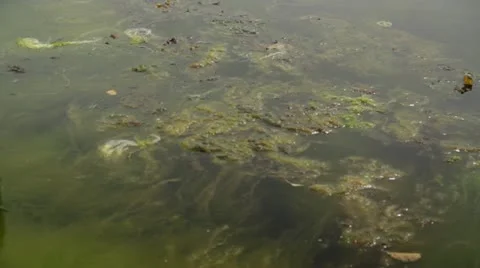 Electricity Seaweed Stock Videos – Royalty-Free HD & 4K Videos | Pond5