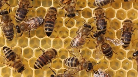 Excited bee with Varroa mite on its body | Stock Video | Pond5