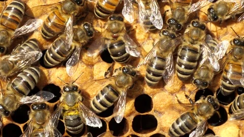 Excited bee with Varroa mite on its body... | Stock Video | Pond5