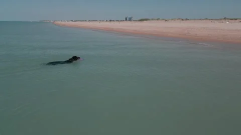 Excited dog caught toy swims hard on sea... | Stock Video | Pond5