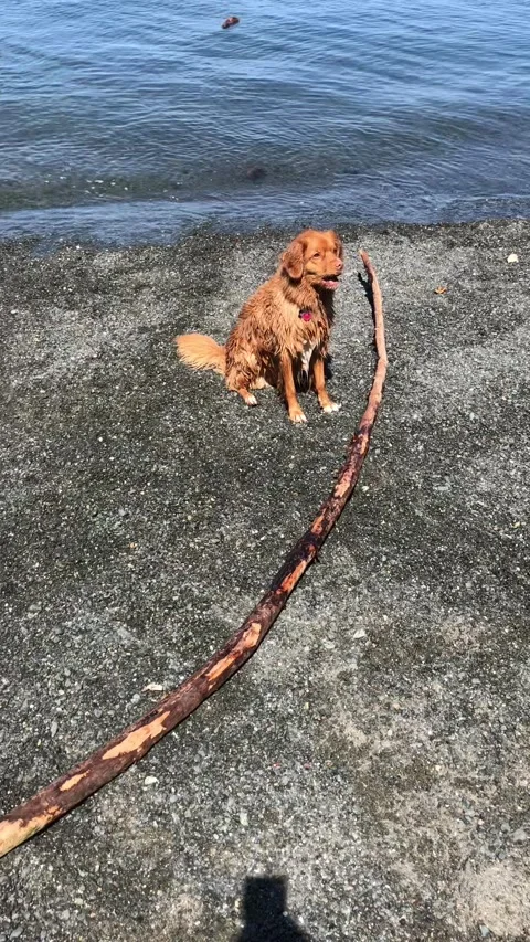 Excited Doggo Needs the Largest Stick to... | Stock Video | Pond5