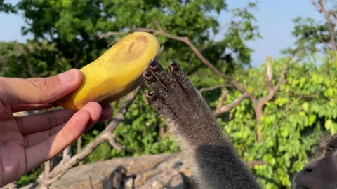 Exciting monkey rush to reach and grab b... | Stock Video | Pond5