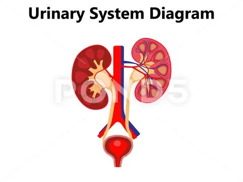 Excretory system vector illustration. Labeled educational human organs ...