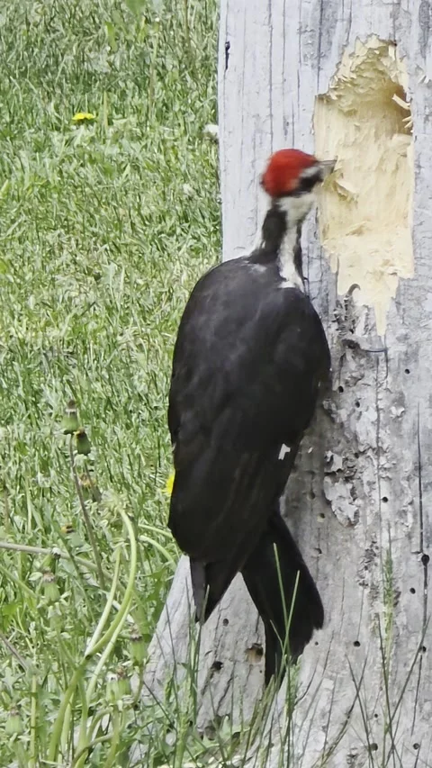 I See Me Stock Videos – Royalty-Free HD & 4K Videos | Pond5