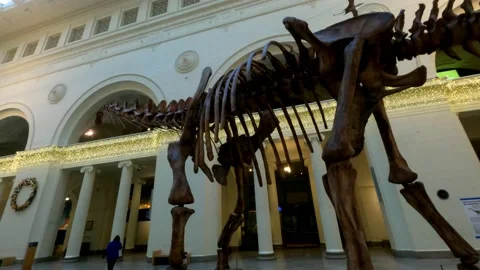 Exhibits at the Field Museum of Natural ... | Stock Video | Pond5
