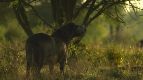 Female Signal Stock Videos – Royalty-Free HD & 4K Videos | Pond5