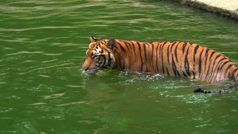 Exotic animal species, an apex predator,... | Stock Video | Pond5