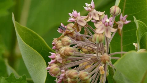 Exotic black bug with square wings resti... | Stock Video | Pond5