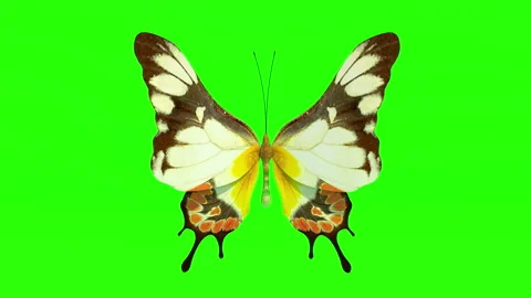 Butterfly Green Green Screen Stock Video Footage | Royalty Free ...