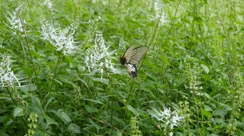 exotic butterfly insect open wings 4k cl... | Stock Video | Pond5