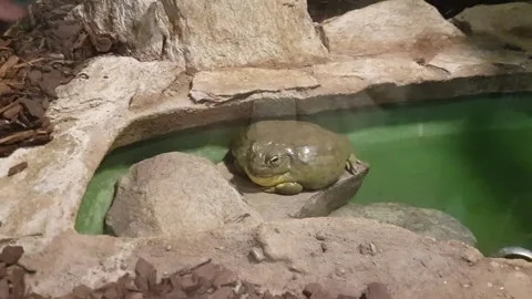 Exotic Fish and Animals at the Haus des ... | Stock Video | Pond5