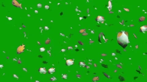 Exotic fish on green screen | Stock Video | Pond5