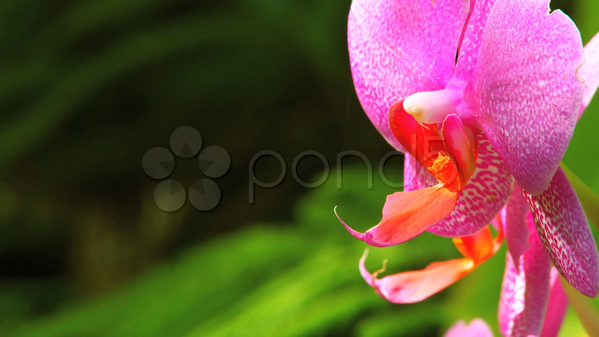 Tropical Rainforest Exotic Flowers Exotic Rainforest Rare Tropical