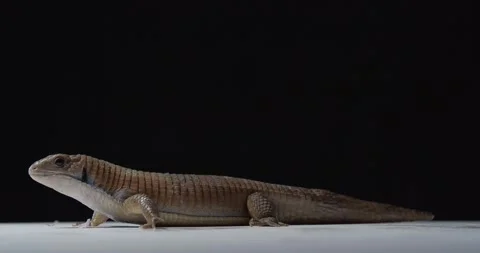 Exotic lizard on a spinning table, north... | Stock Video | Pond5