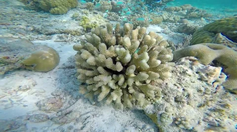 Caribbean Marine Life Stock Videos – Royalty-Free HD & 4K Videos | Page 3