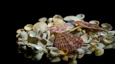 Exotic seashells lie in a pile on a pres... | Stock Video | Pond5