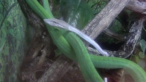 Snakes On Stock Videos – Royalty-Free HD & 4K Videos